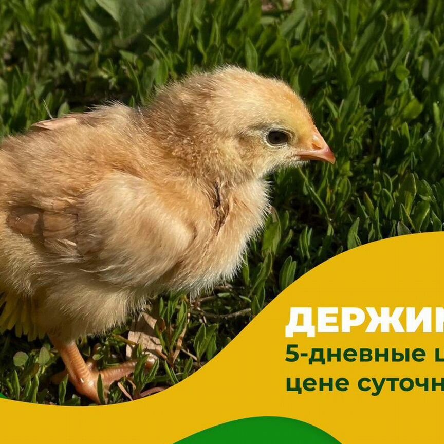 Цыплята Редбро