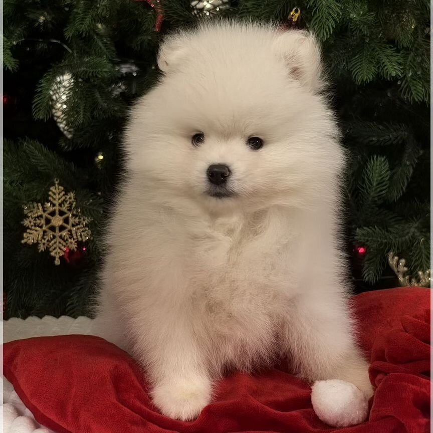 Помски, щенок