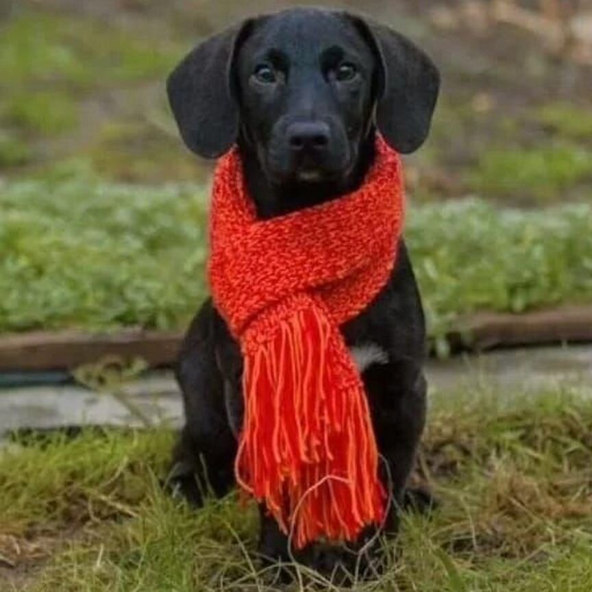 Щенок в добрые руки