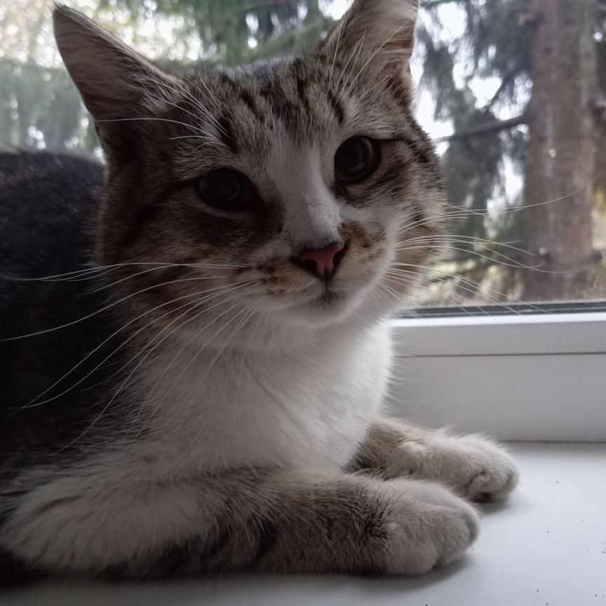 Котик брошенка