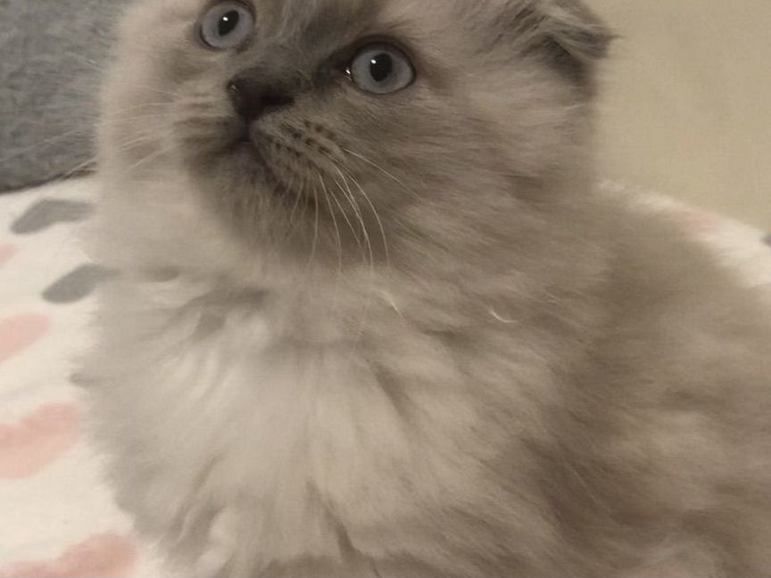 Чудо котик