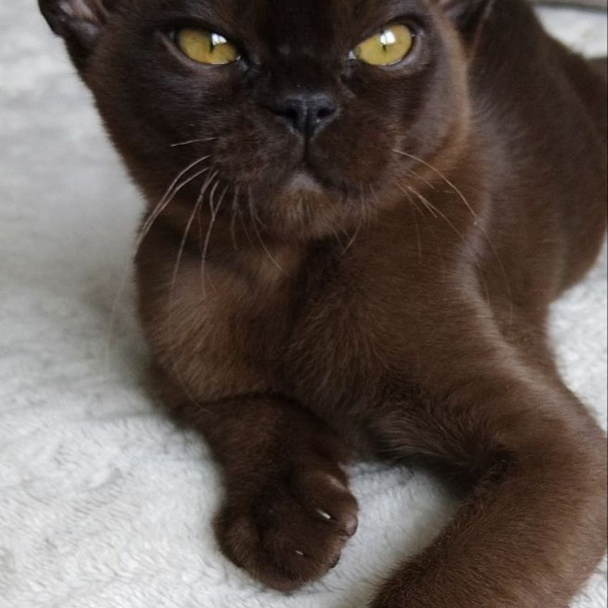 Бурманские котята
