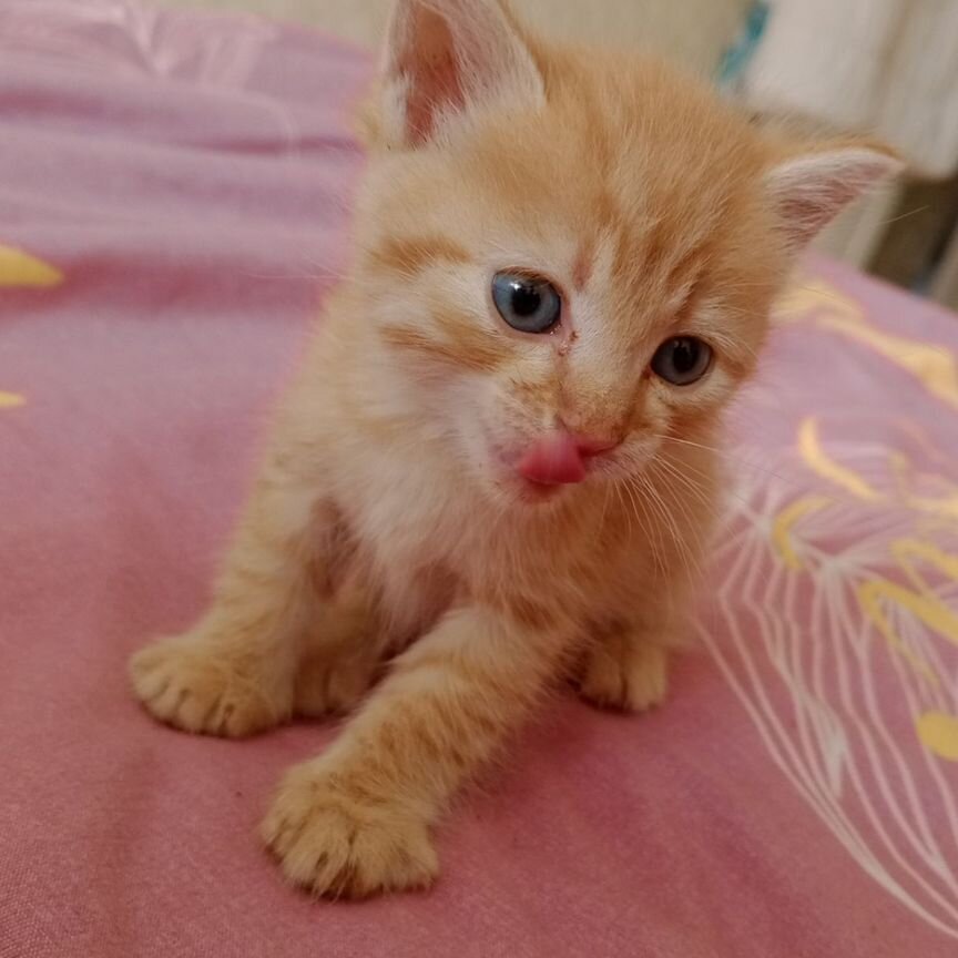 Отдам в добрые руки котенка