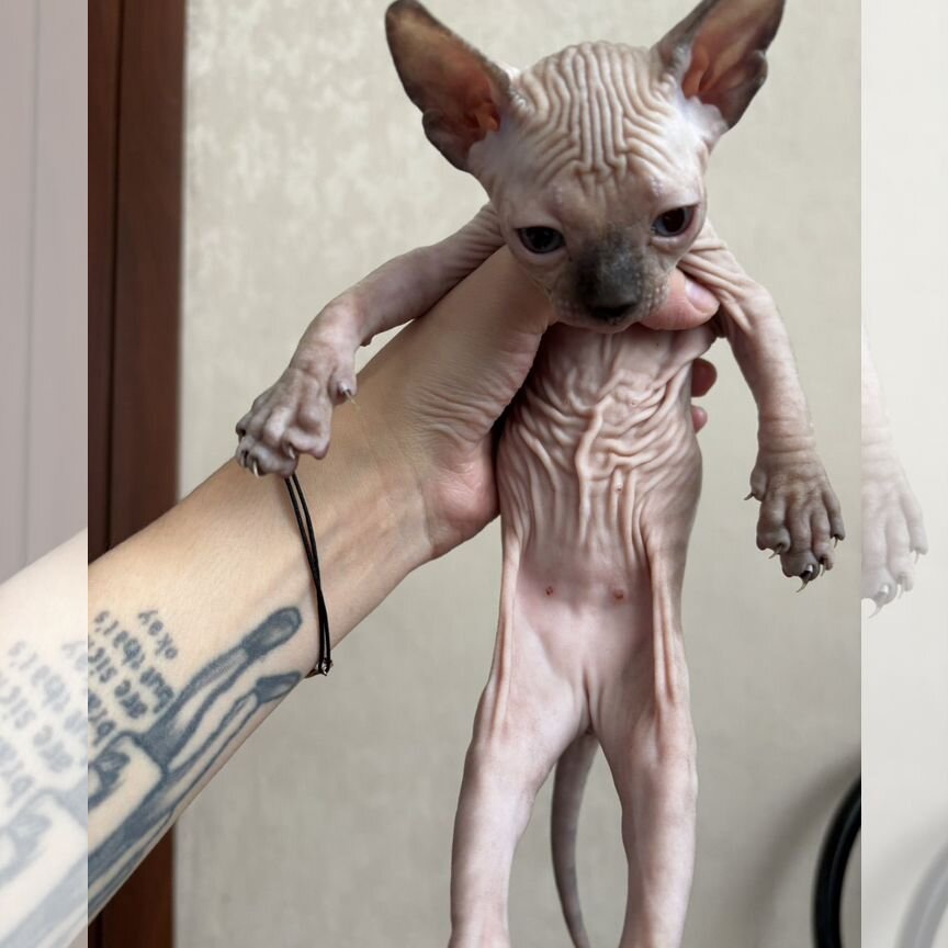 Донской сфинкс котёнок