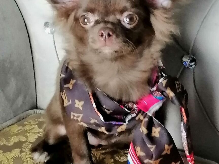 Щенки чихуахуа девочки