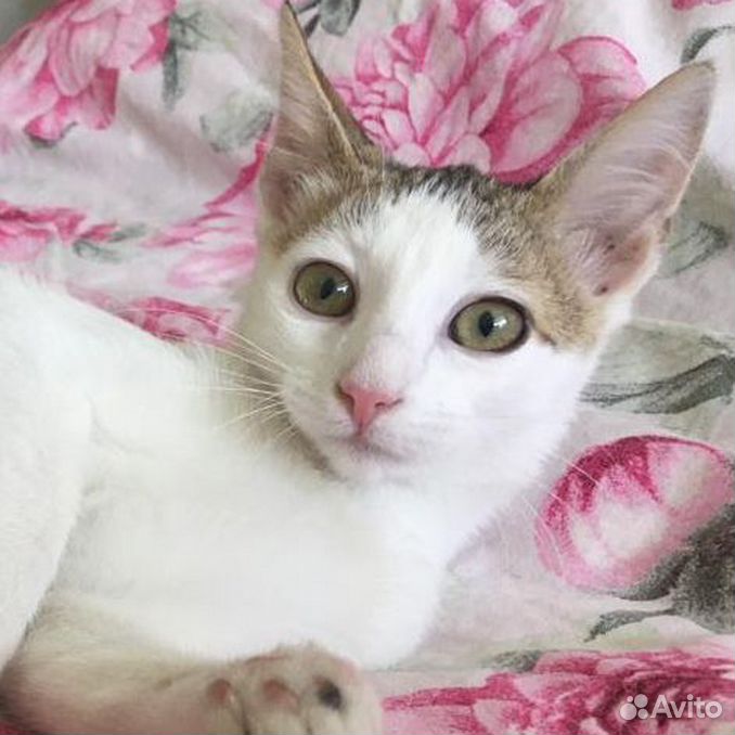 Очень ласковая. 3 мес. Подобрана во дворе