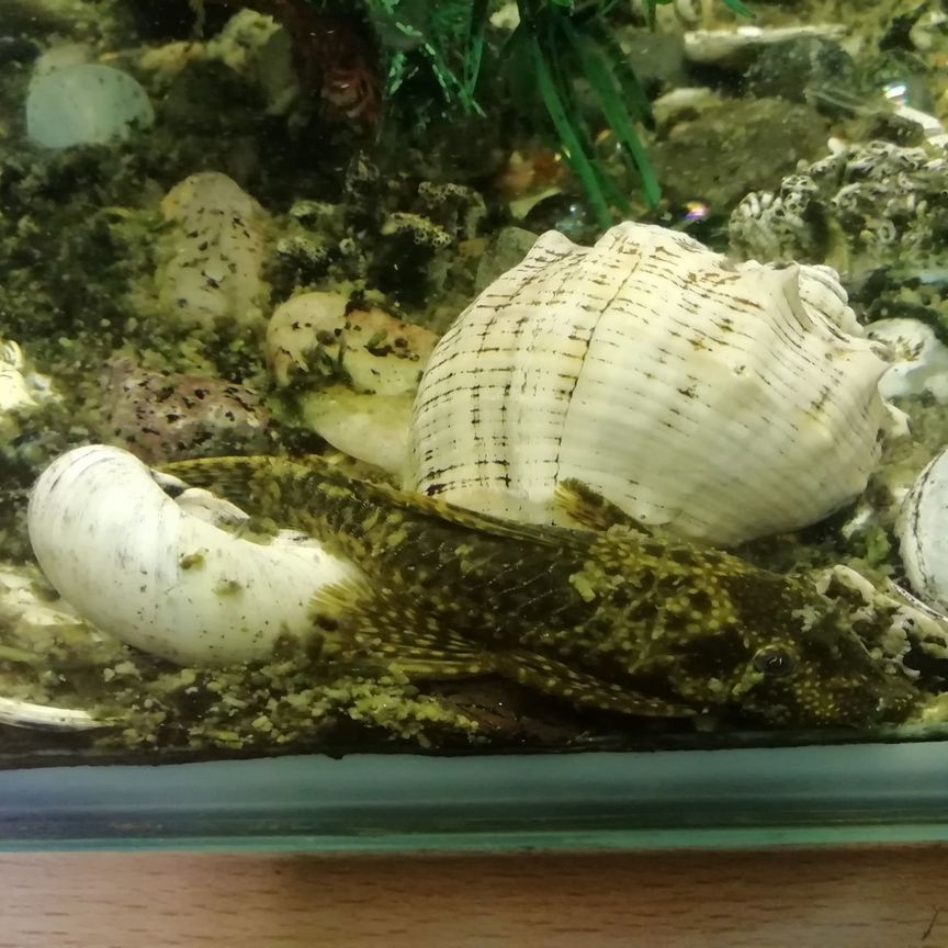 Сомик анциструс в добрые руки