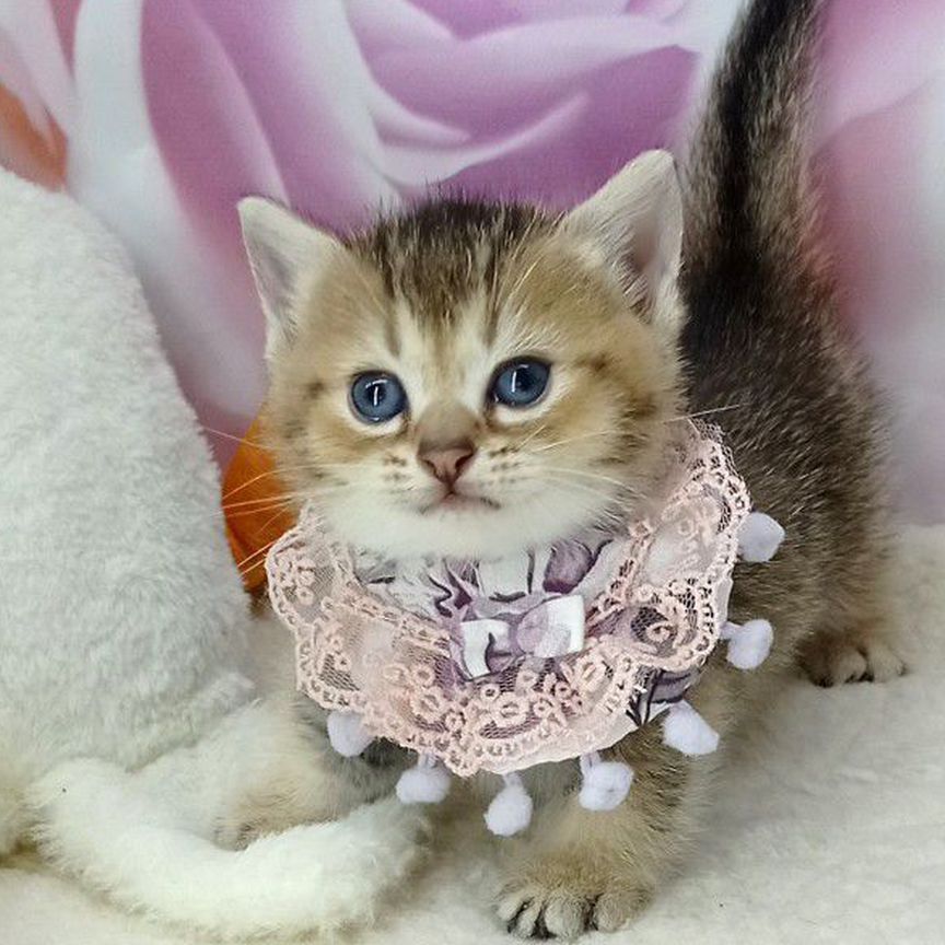 Котята манчкин