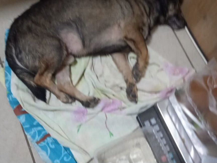 Собака маленькая кобелек