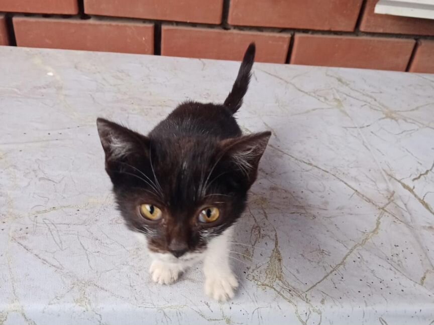 Котёнок милый