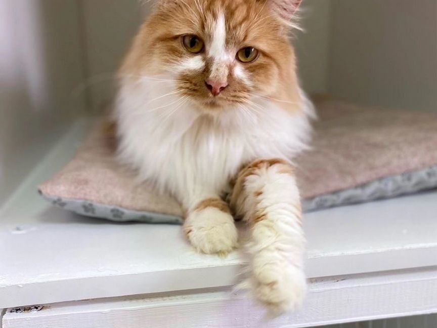 Котишки из приюта ждут человека