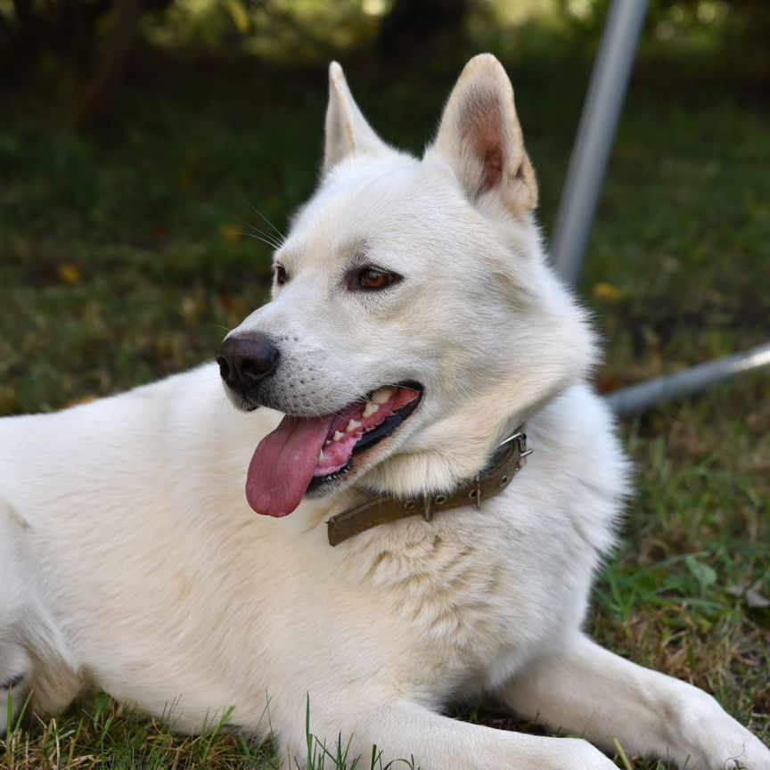 Щенки Святорусский Вой