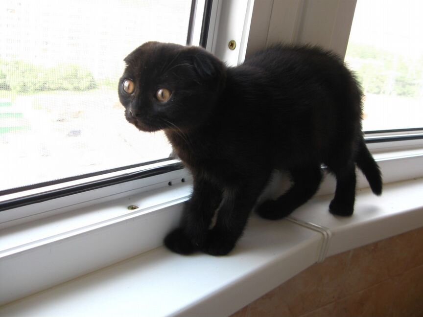 Шотландскую вислоухую кошечку 2.5 мес