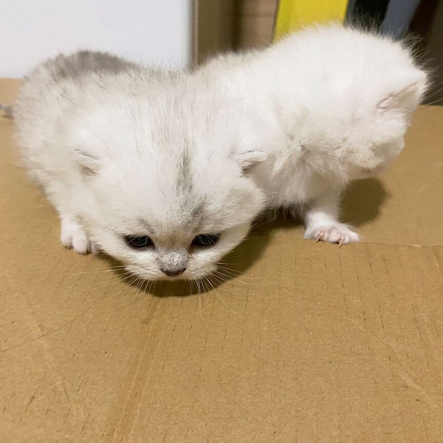 Серебристая шиншилла