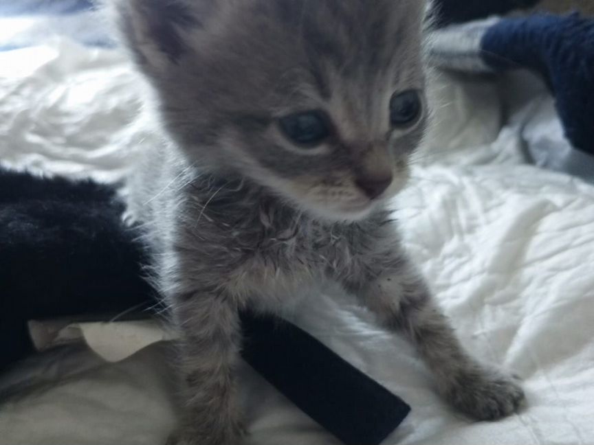Котенок в дар бесплатно