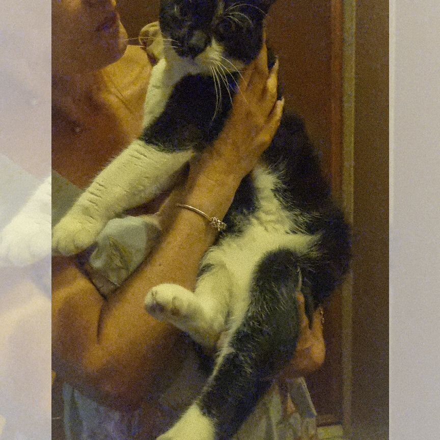 Котенок-кот Феликс в добрые руки
