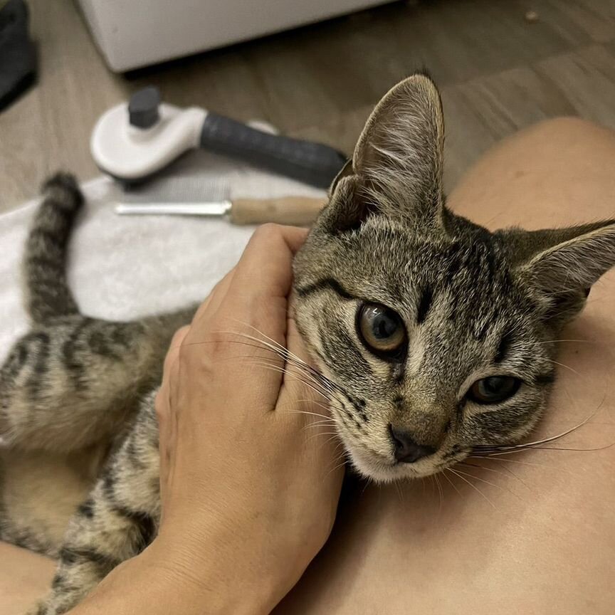 Ласковый котёнок ищет любящих хозяев