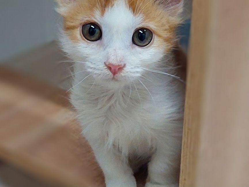 Котёнок мальчик рыжий добрый красивый чудесный
