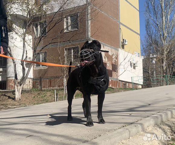 Бандог вязка