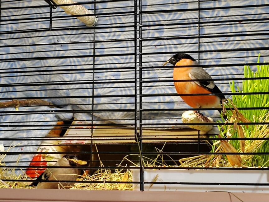 Певчие птицы