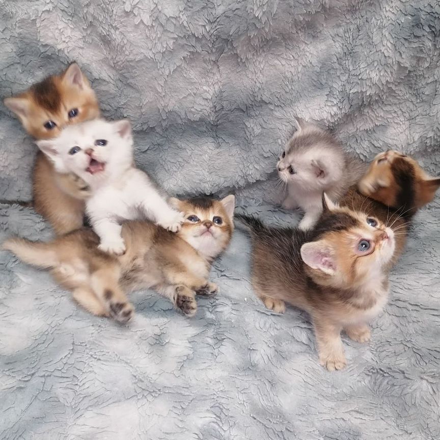 Шотландский прямоухий короткошёрстный котёнок