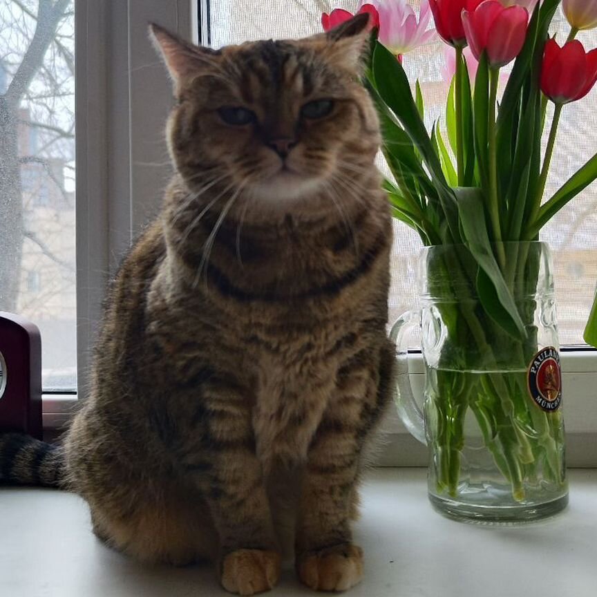 Шотландская прямоухая короткошёрстная, взрослая кошка