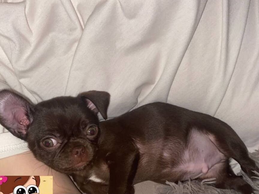 Щенок чихуахуа шоколадный мальчик