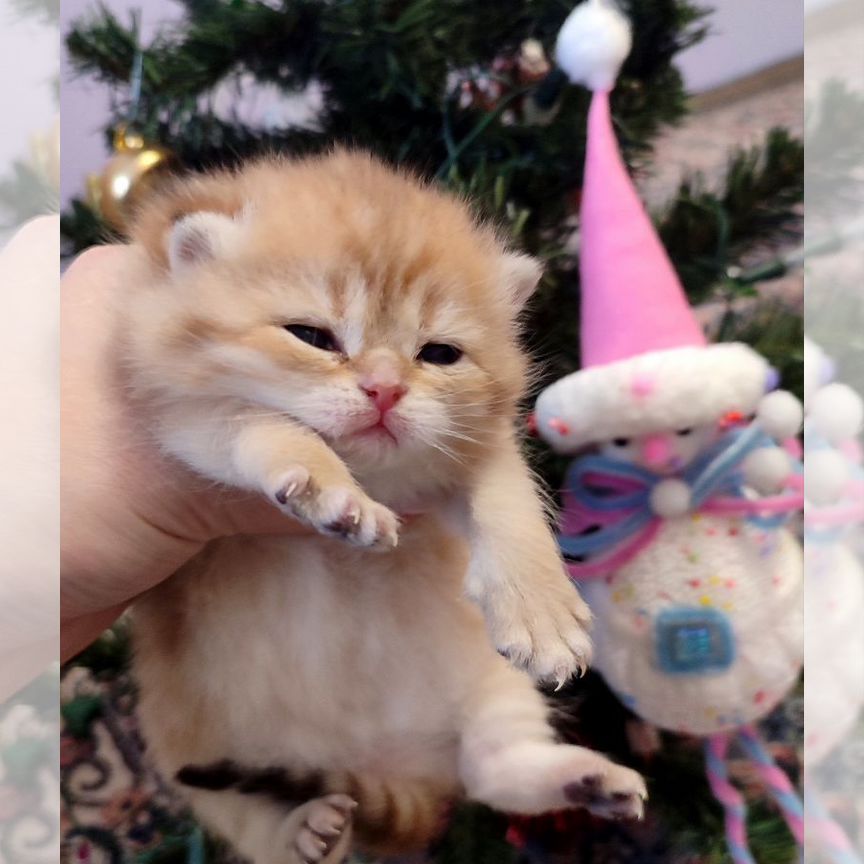 Шотландский прямоухий короткошёрстный котёнок