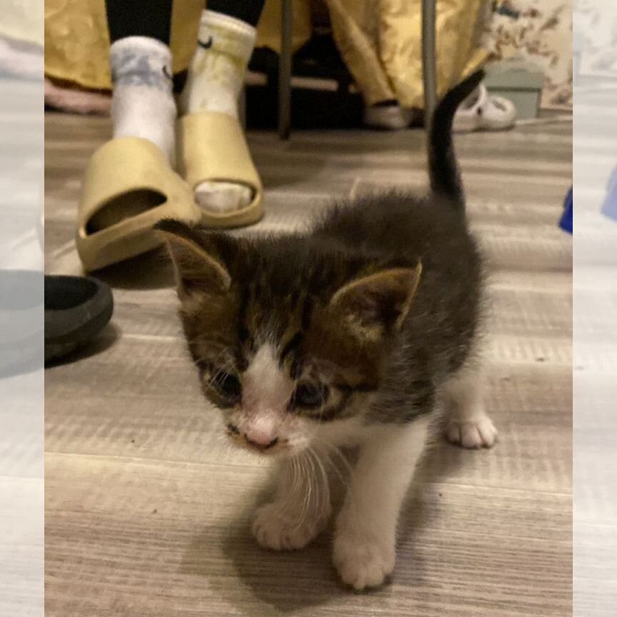 Котенок мальчик
