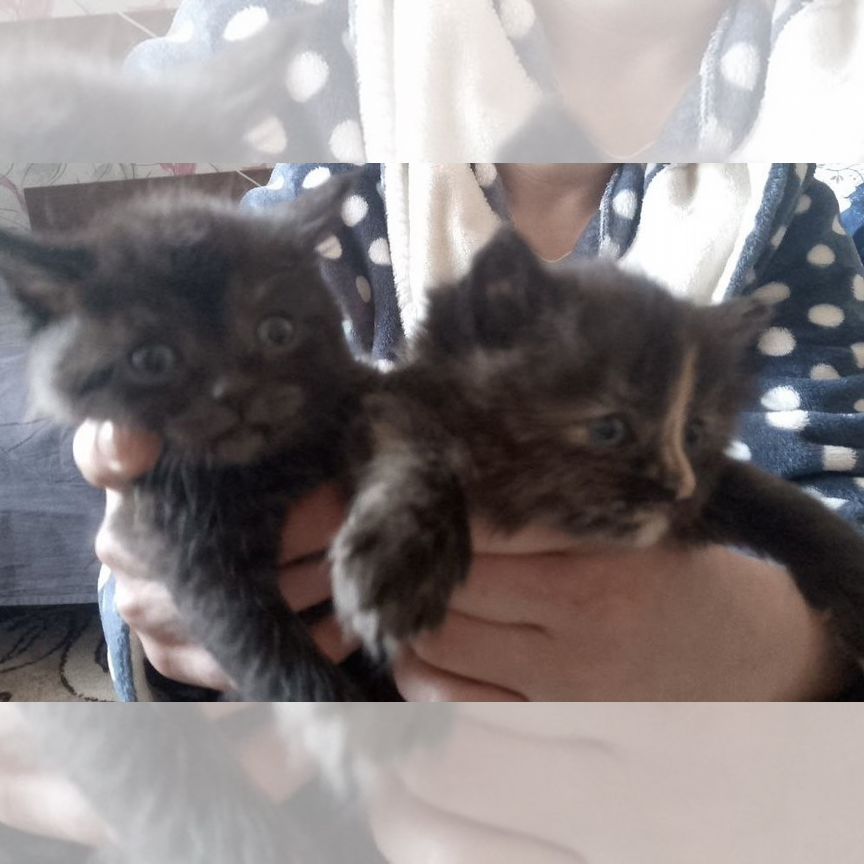 Мейн-кун котёнок