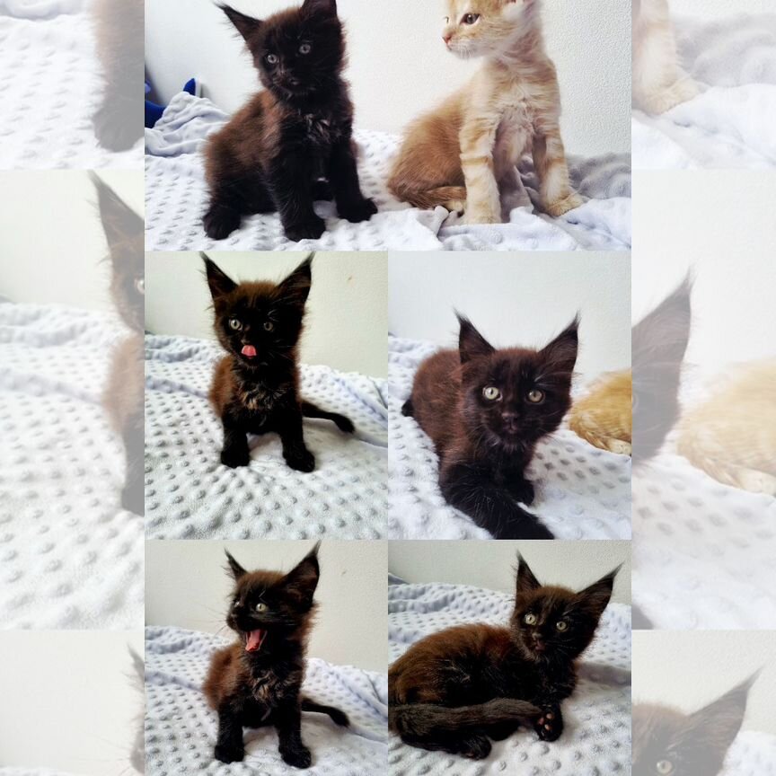 Мейн-кун котёнок