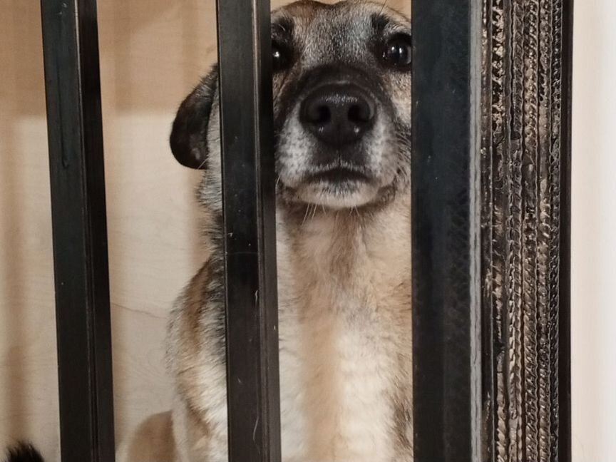 Собака в добрые руки