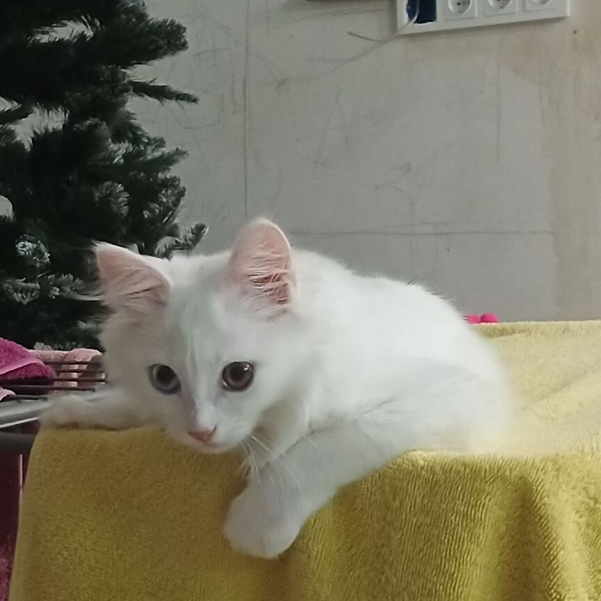 Отдам котенка, девочка