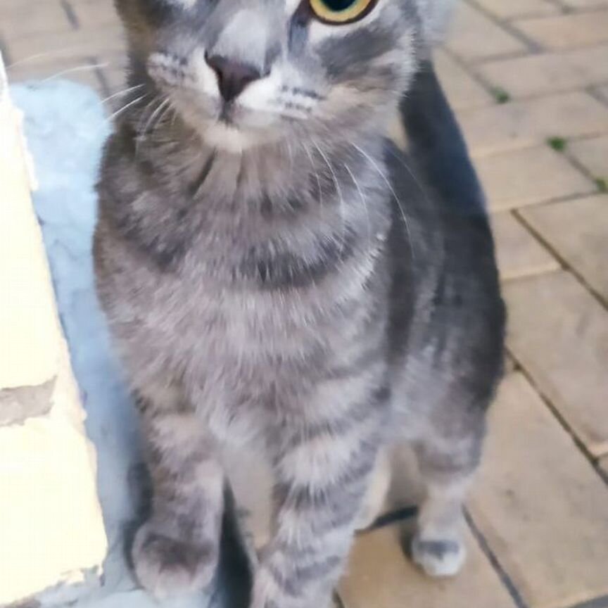 Котёнок кошечка 4 месяца