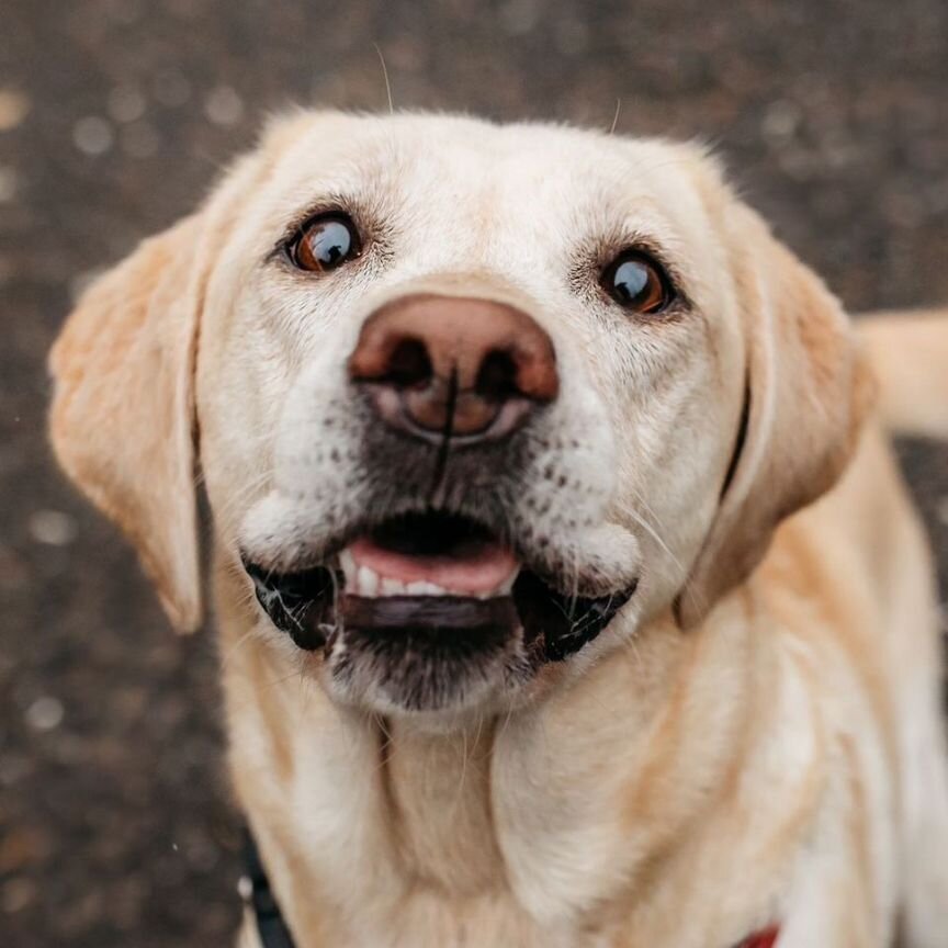 Марго, девочка ждущая своих родителей
