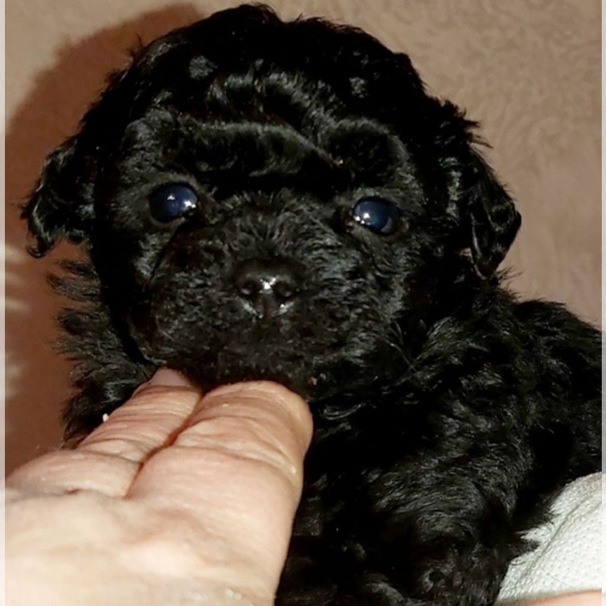 Малыши мальтипу