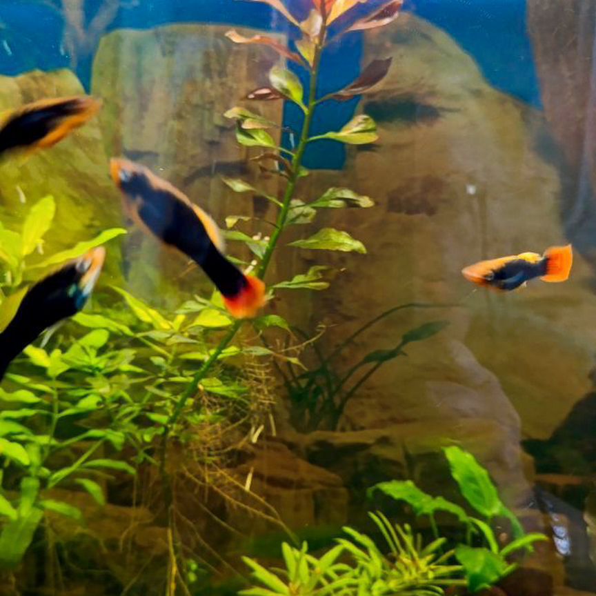 Рыбки пецилии