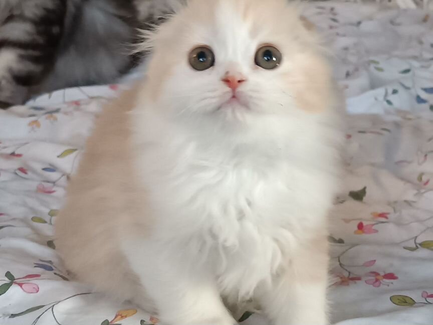 Солнечный котик
