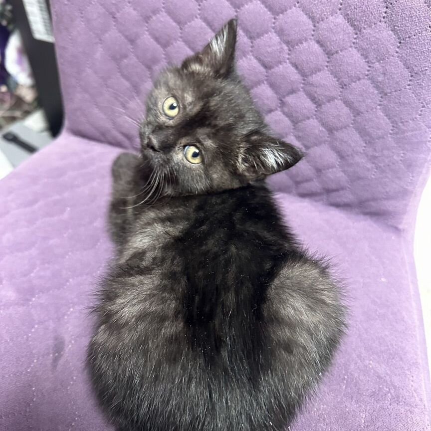 Кошечка британка