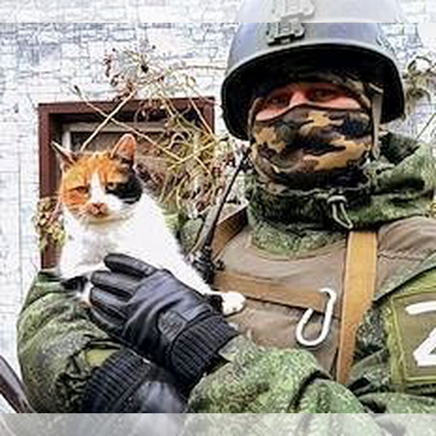 Взрослая кошка в добрые руки