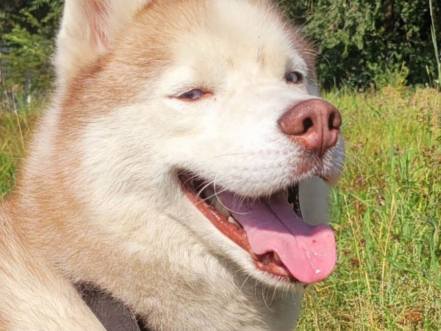 Отдам в добрые руки хаски