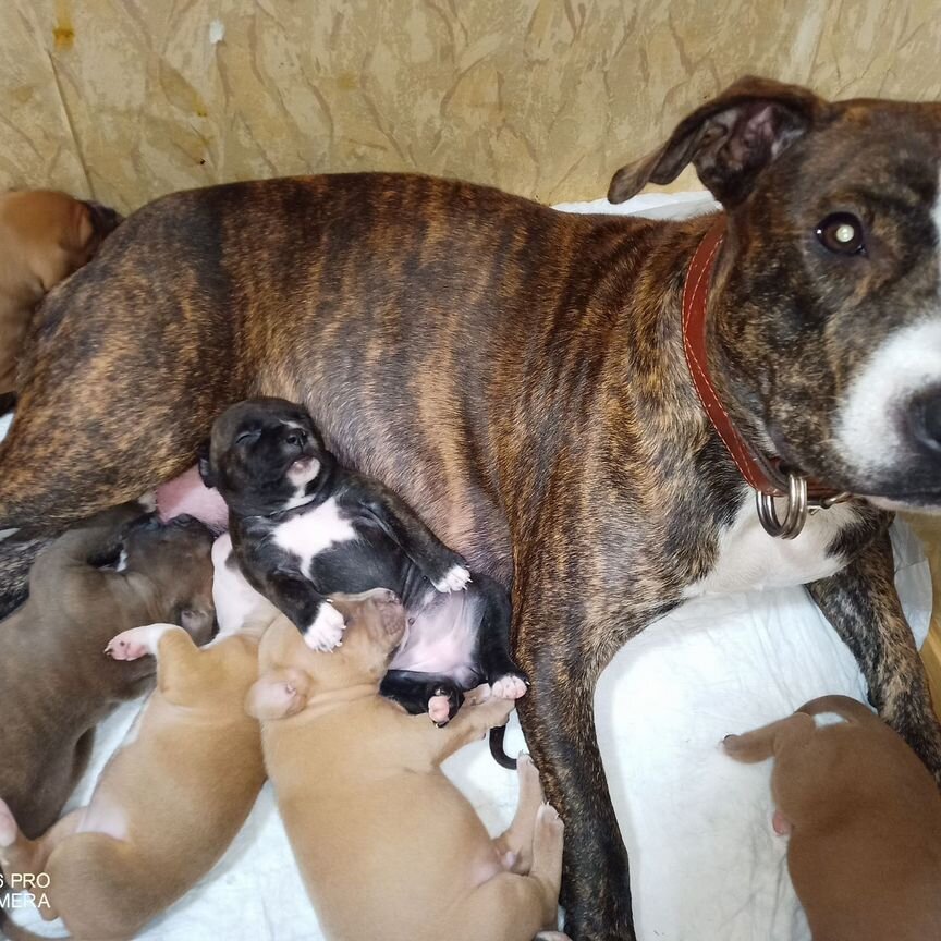 Продам Ам Стаффа