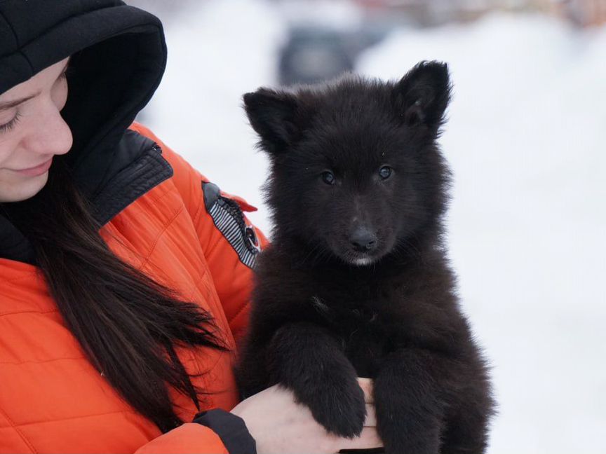 Грюнендаль.Бельгийская овчарка.Щенки