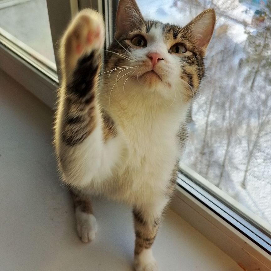 Котёнок в добрые руки