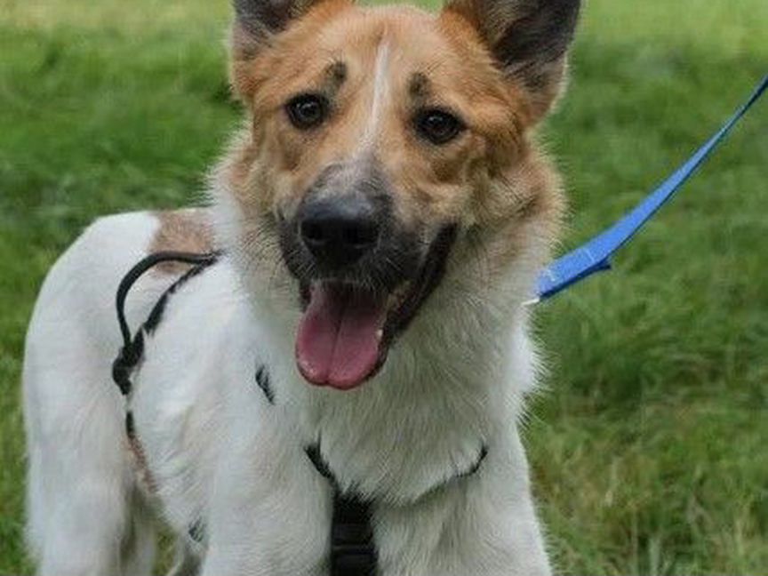 Собака Бланка в добрые руки