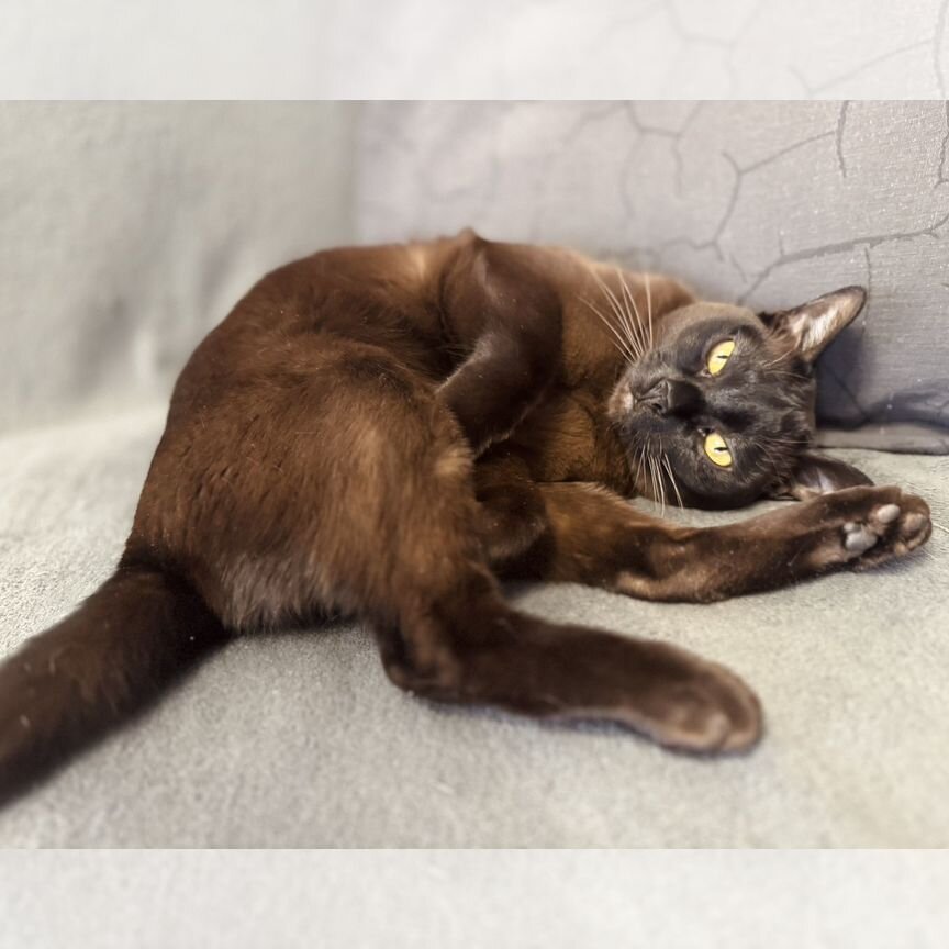 Европейский бурманский, взрослый кот