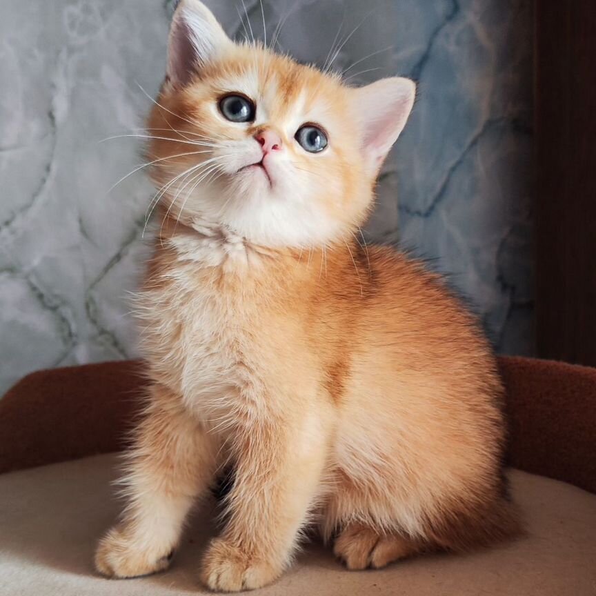 Шотландский прямоухий (страйт) котенок