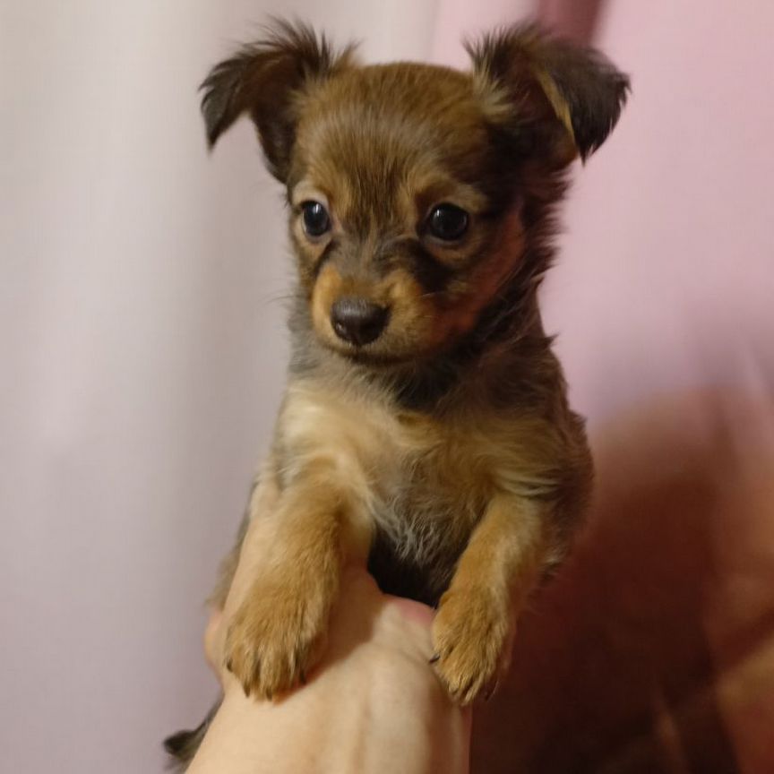 Русский той-терьер, щенок