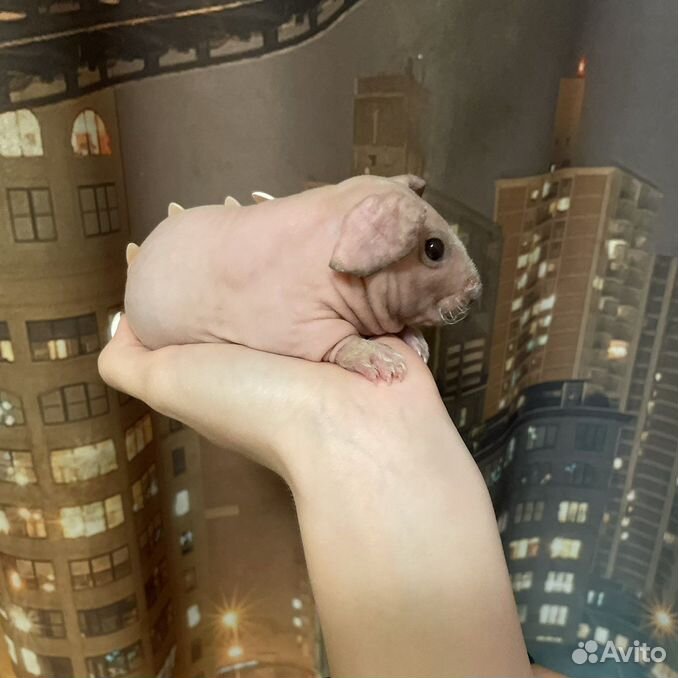 Морская свинка скинни