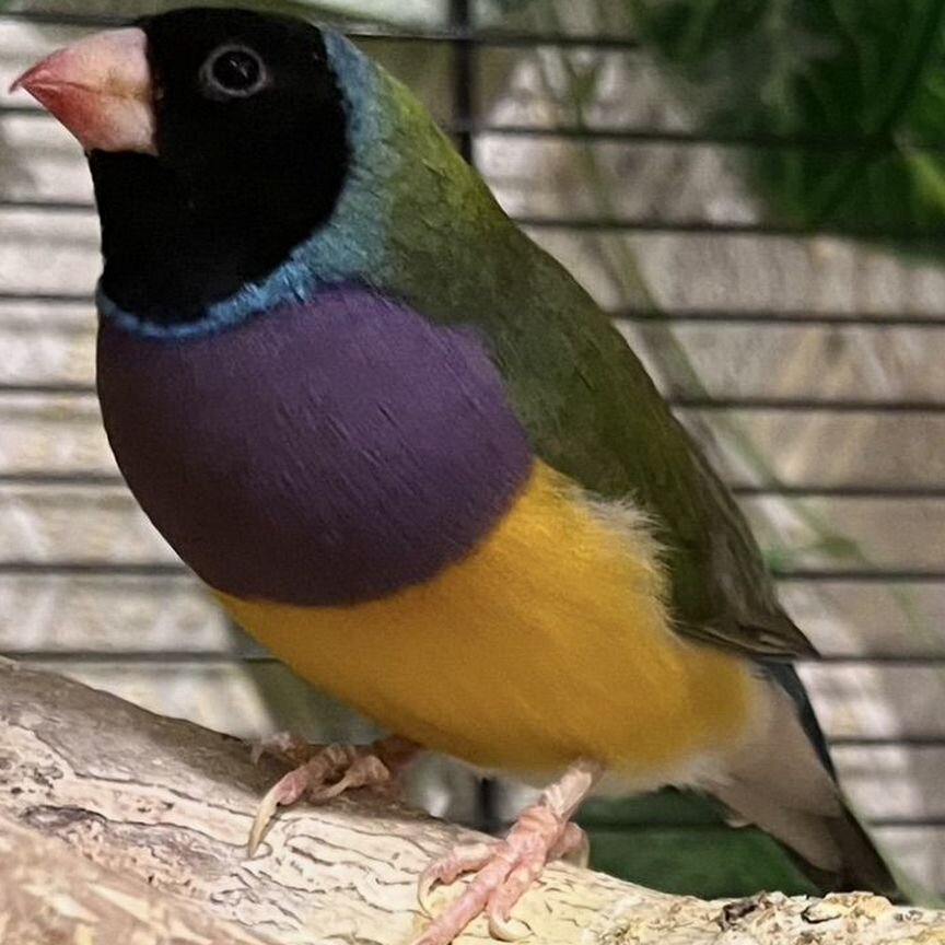 Амадины гульда